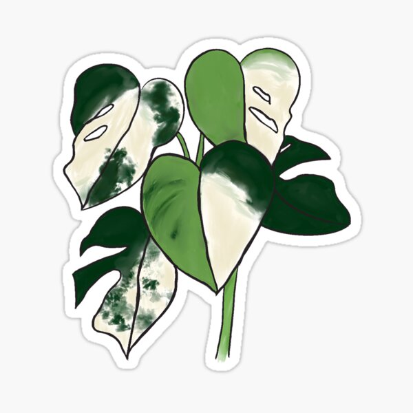 "Variegated Monstera Merch" Sticker for Sale by CarlaTheeArtist | Redbubble