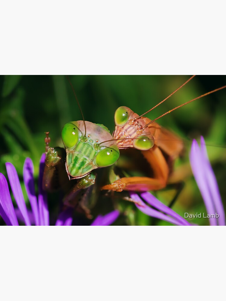 "Mantis Love" Sticker for Sale by dlamb | Redbubble