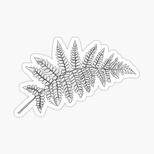 "Fern" Sticker by ssiev | Redbubble