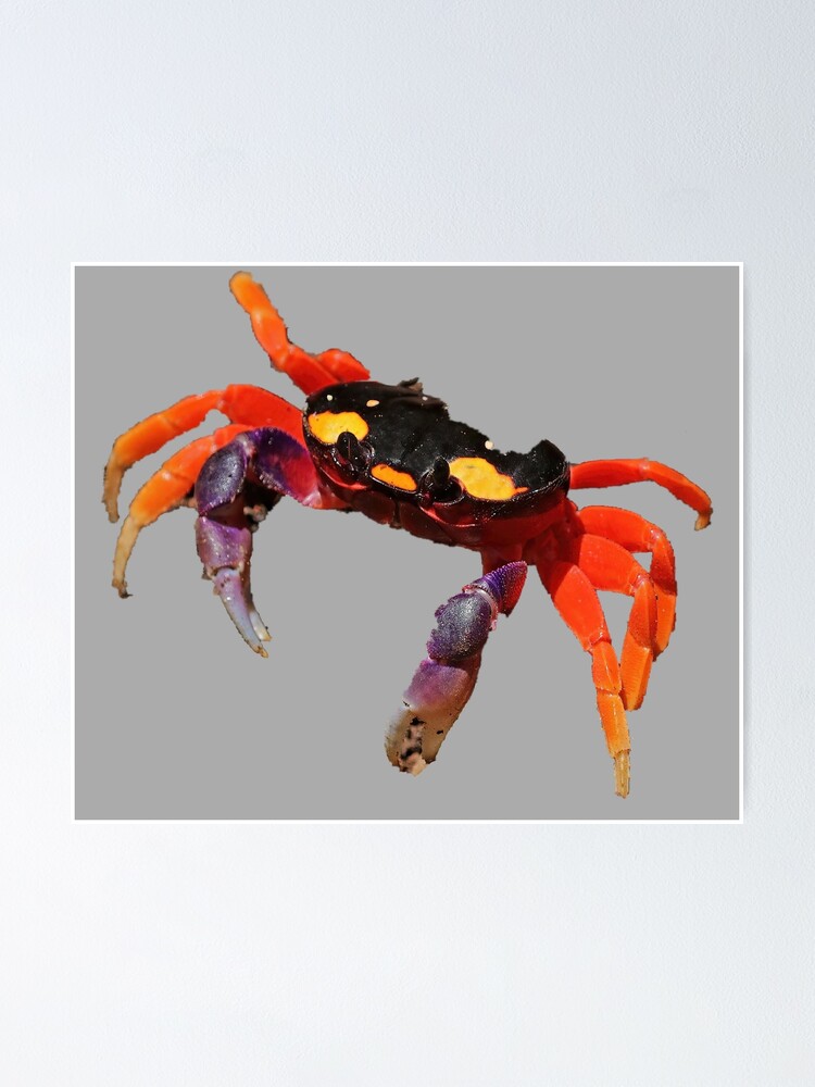 "Pacific land crab (Gecarcinus quadratus), Parida Island, Panama ...