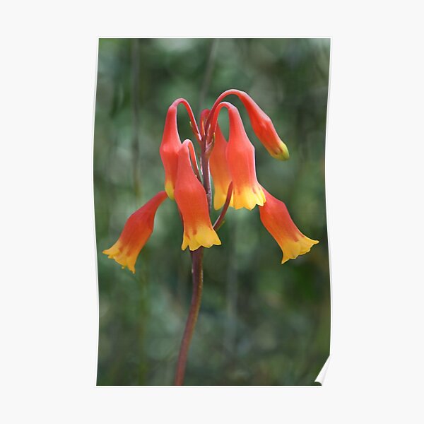 "Australian Native Christmas Bells" Poster for Sale by Cloudlingpics ...