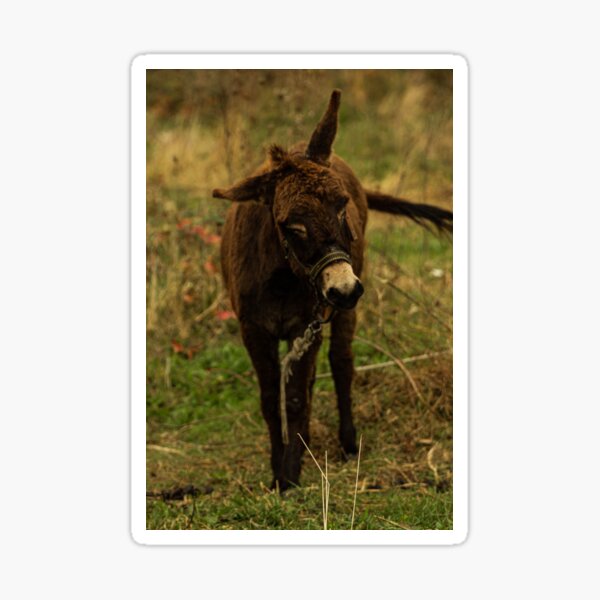 "Cute Little Donkey" Sticker for Sale by ElanUlv | Redbubble