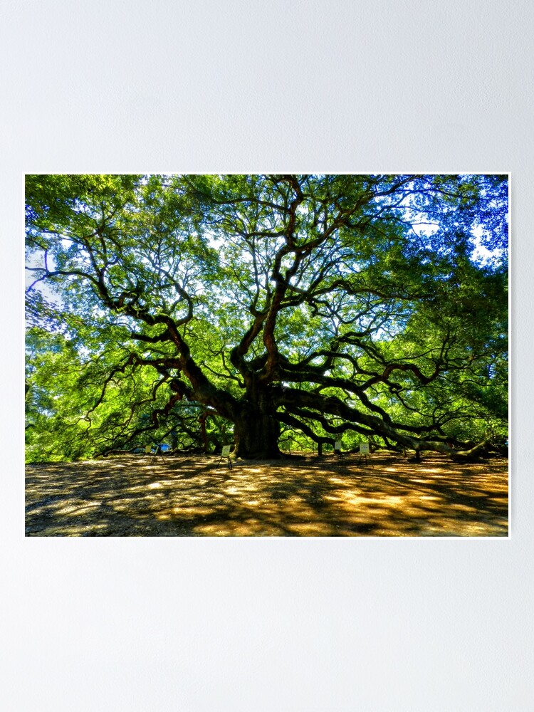 "Angel Oak 003" Poster for Sale by lancevaughn | Redbubble