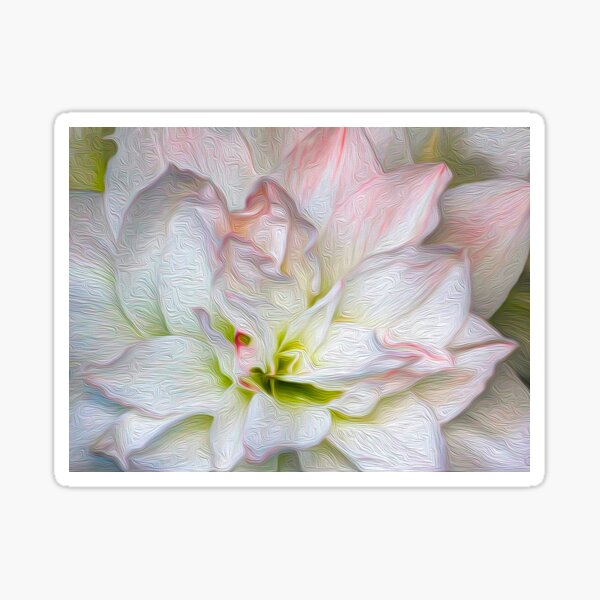 "White Amaryllis" Sticker for Sale by DaveStudio | Redbubble