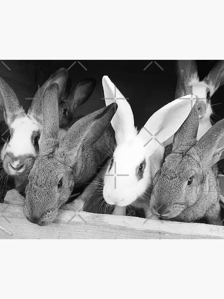 "Rabbits" Poster for Sale by Kate-P- | Redbubble