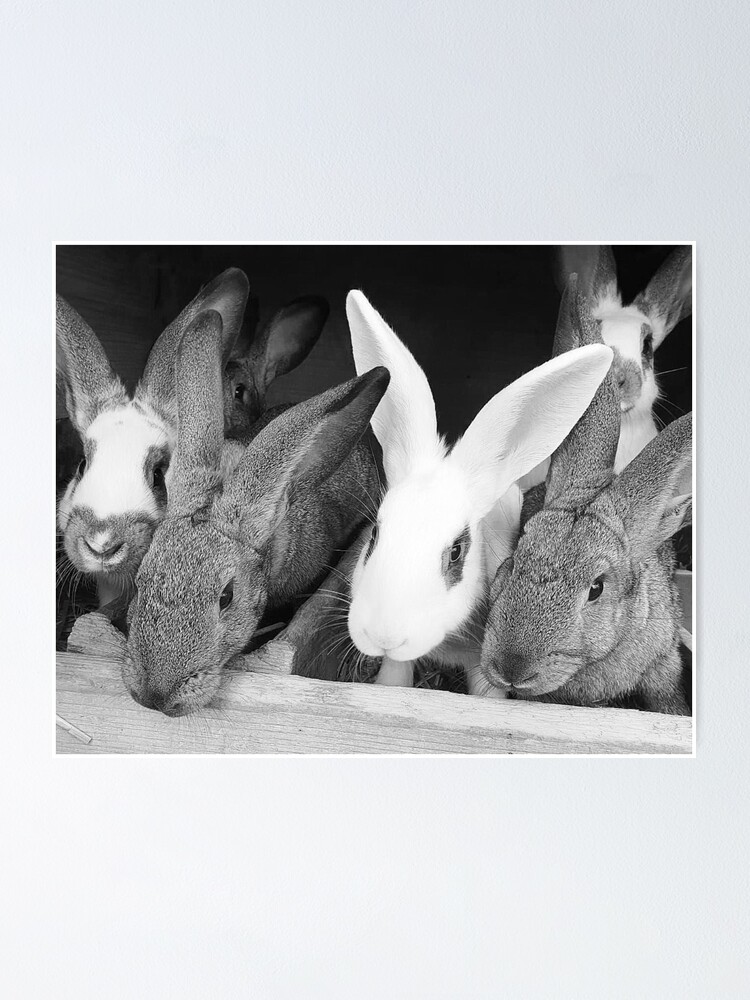 "Rabbits" Poster for Sale by Kate-P- | Redbubble