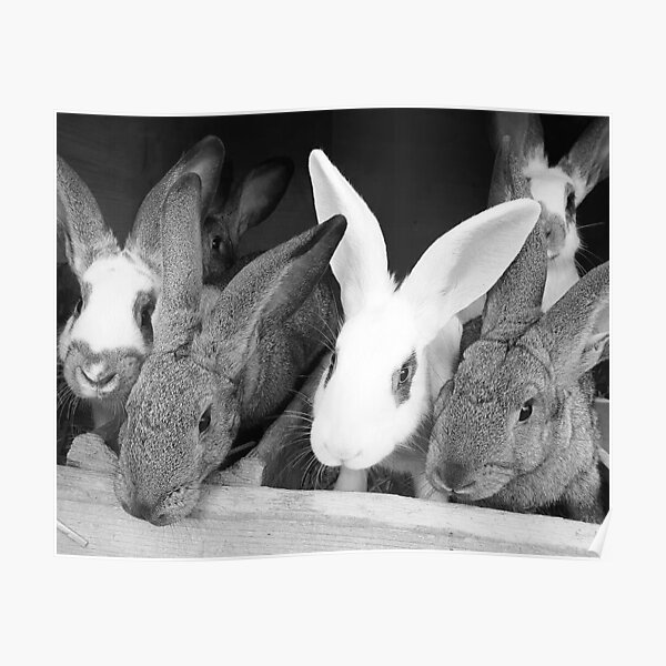 "Rabbits" Poster for Sale by Kate-P- | Redbubble