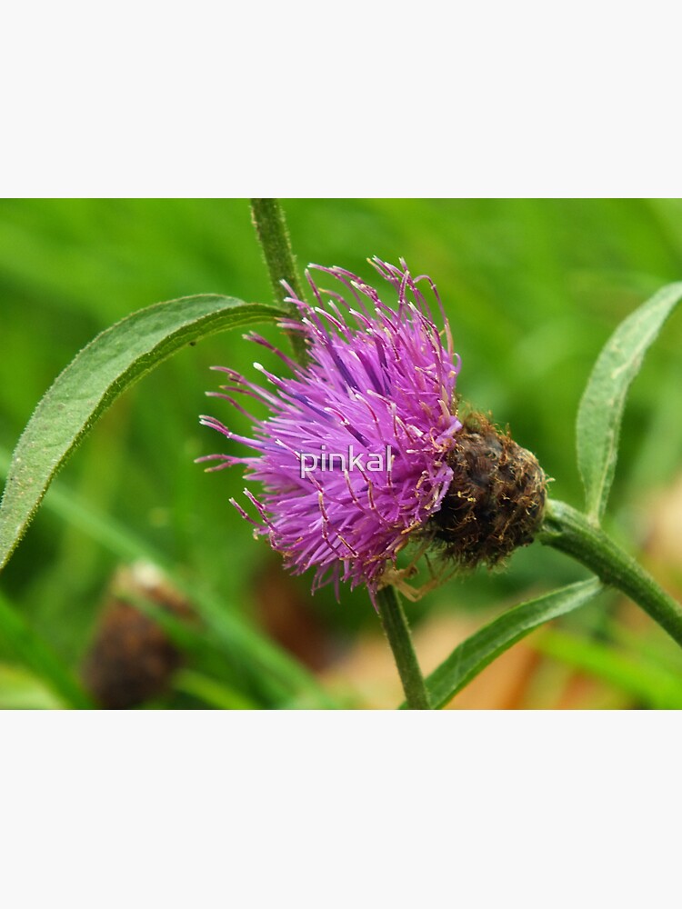 "Common Knapweed" Sticker for Sale by pinkal | Redbubble