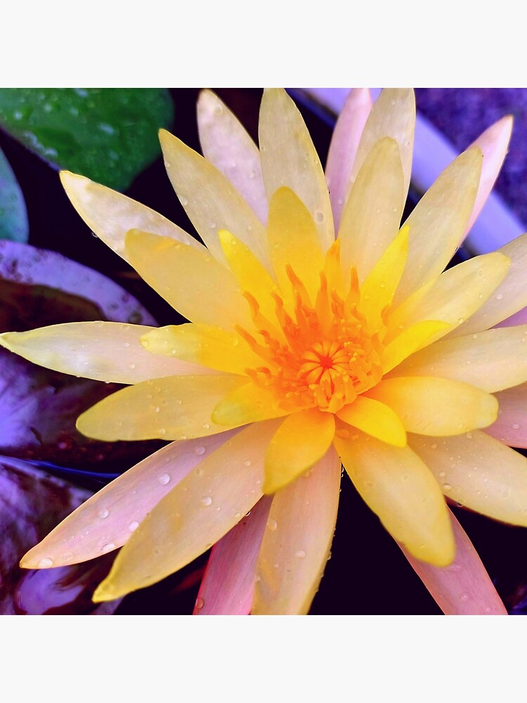"Patel yellow lotus flower photography " Poster for Sale by PKNCLICKS ...