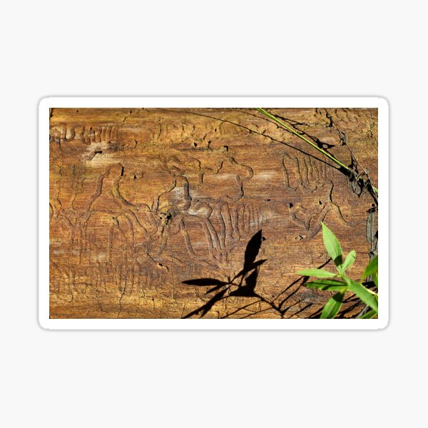 "Wood Art by Tree-Boring Insects" Sticker for Sale by marthahs | Redbubble