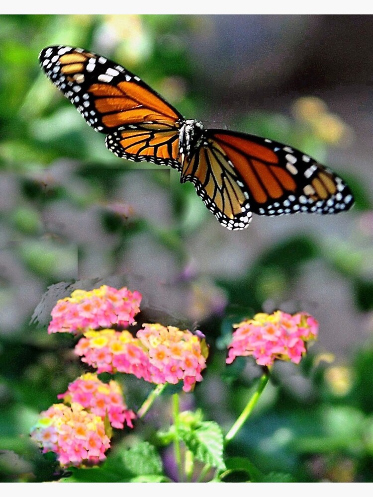 "Nature flies" Sticker by Razmataz4u | Redbubble