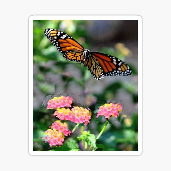 "Nature flies" Sticker by Razmataz4u | Redbubble