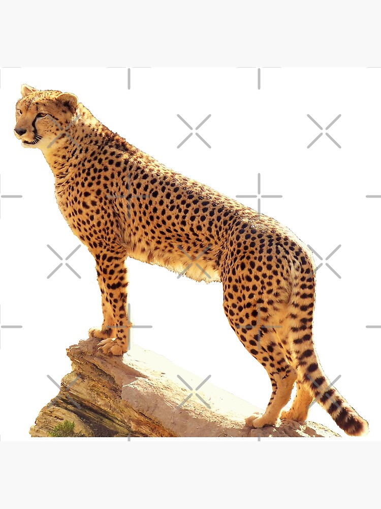 "Cheetah Photograph cut out image" Poster for Sale by Haloproductions ...