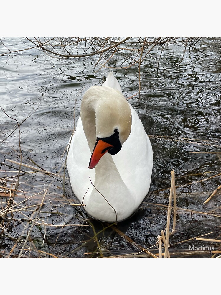 "Tender Swan " Sticker for Sale by Mortinus | Redbubble