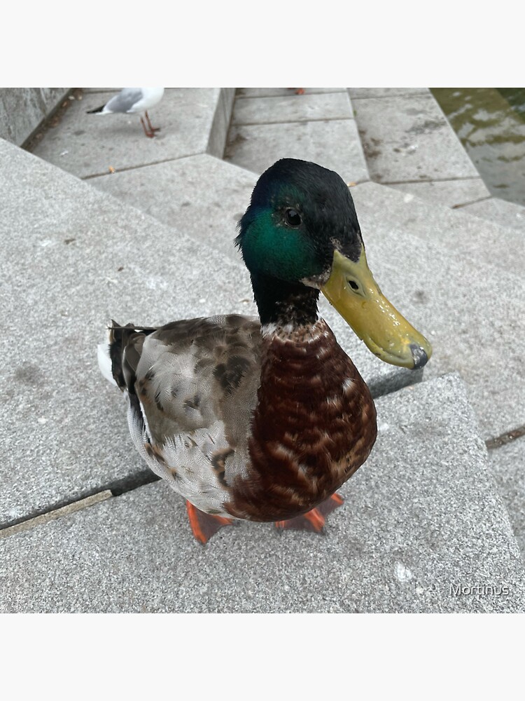 "Sir Duck" Sticker for Sale by Mortinus | Redbubble