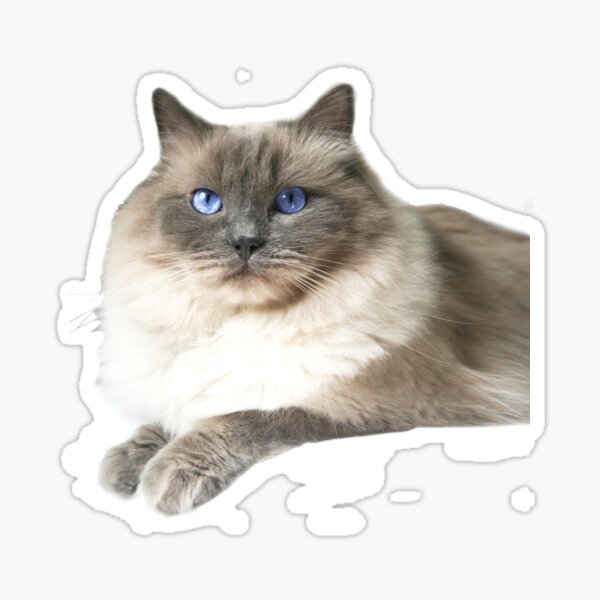 "Rag Doll Cat" Sticker by Designs111 | Redbubble