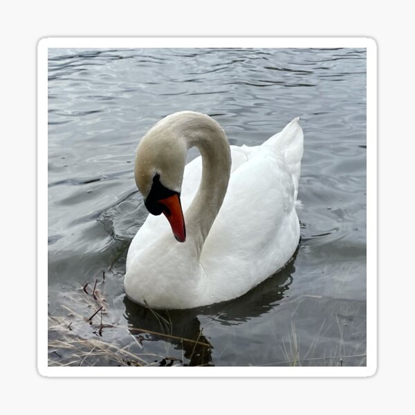 "Tender Love Swan" Sticker for Sale by Mortinus | Redbubble