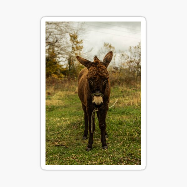 "Little Brown Donkey" Sticker for Sale by ElanUlv | Redbubble