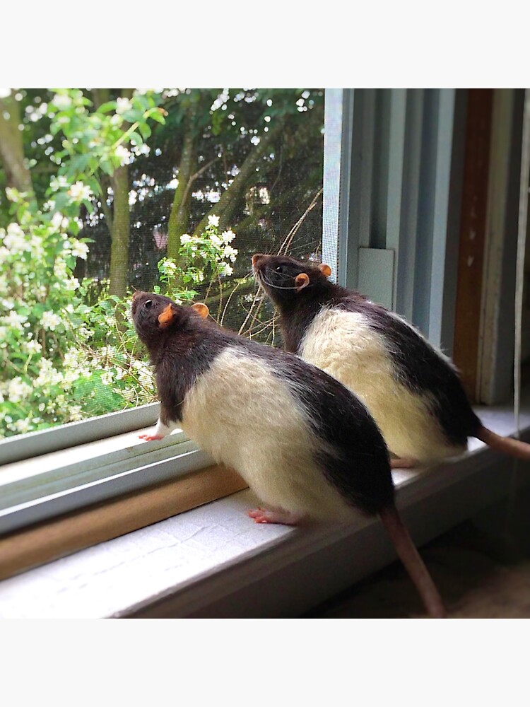 "rat buddies" Sticker by lilrat12 | Redbubble