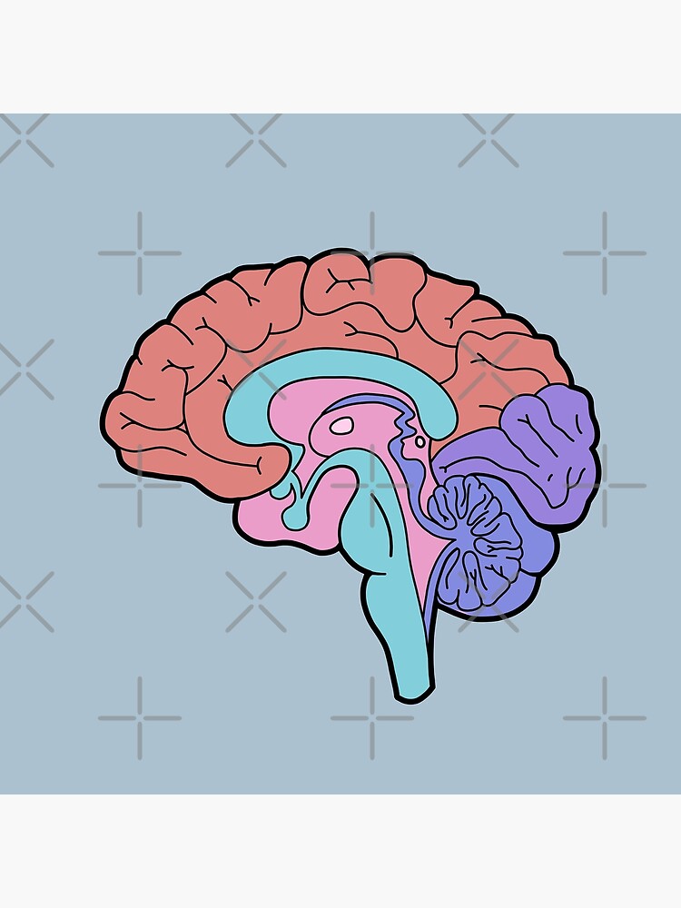 "Anatomical brain - pastel colors" Poster for Sale by preslavagenova ...