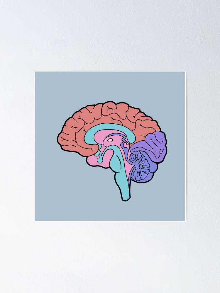 "Anatomical brain - pastel colors" Poster for Sale by preslavagenova ...