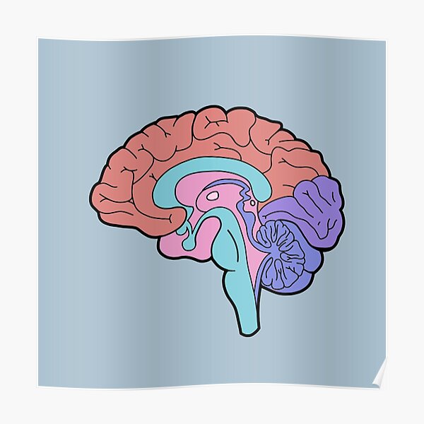 "Anatomical brain - pastel colors" Poster for Sale by preslavagenova ...