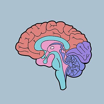 "Anatomical brain - pastel colors" Sticker for Sale by preslavagenova ...