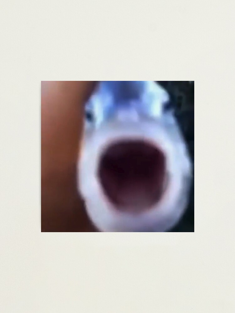 Big Mouth Fish Meme
