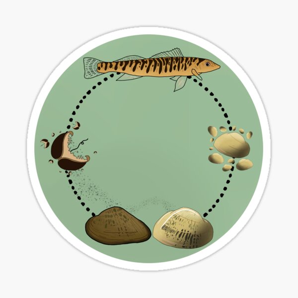 "Mussel Lifecycle (Green)" Sticker for Sale by willsiej | Redbubble