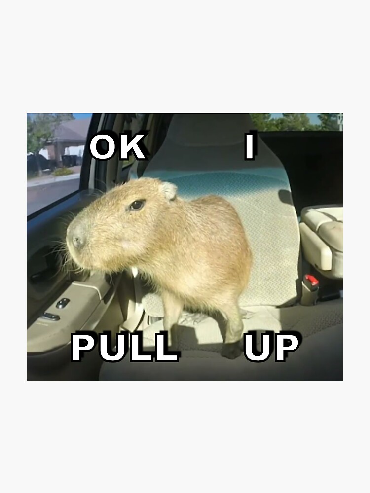 "Capybara Meme Sticker Car Pull Up" Sticker for Sale by meganecampbell ...