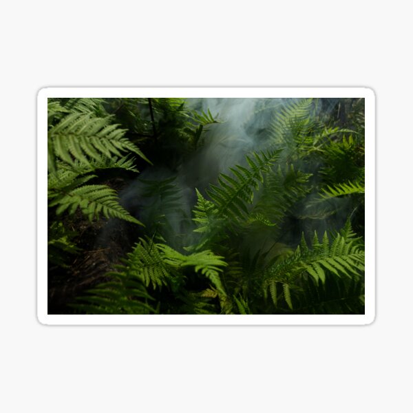 "Forest Jungle Tropical Green Nature Plant" Sticker for Sale by class01 ...