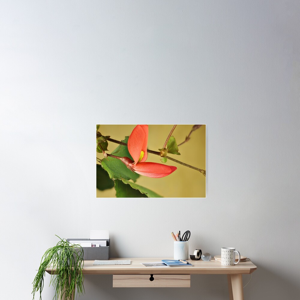 "Running Postman (Kennedia prostrata), native ground cover, South ...