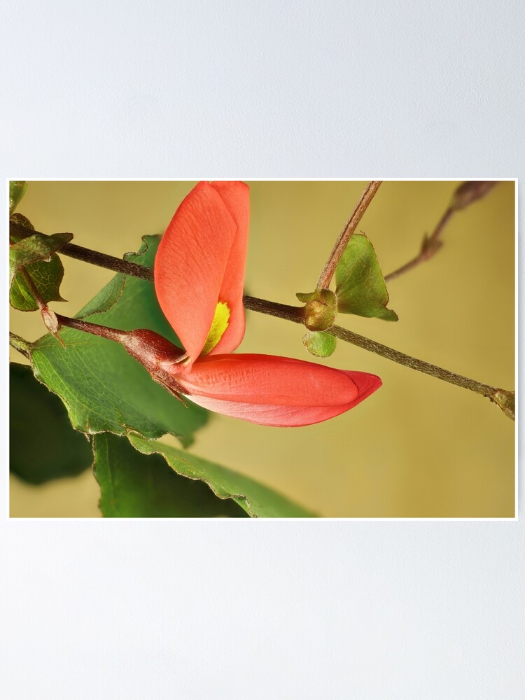 "Running Postman (Kennedia prostrata), native ground cover, South ...