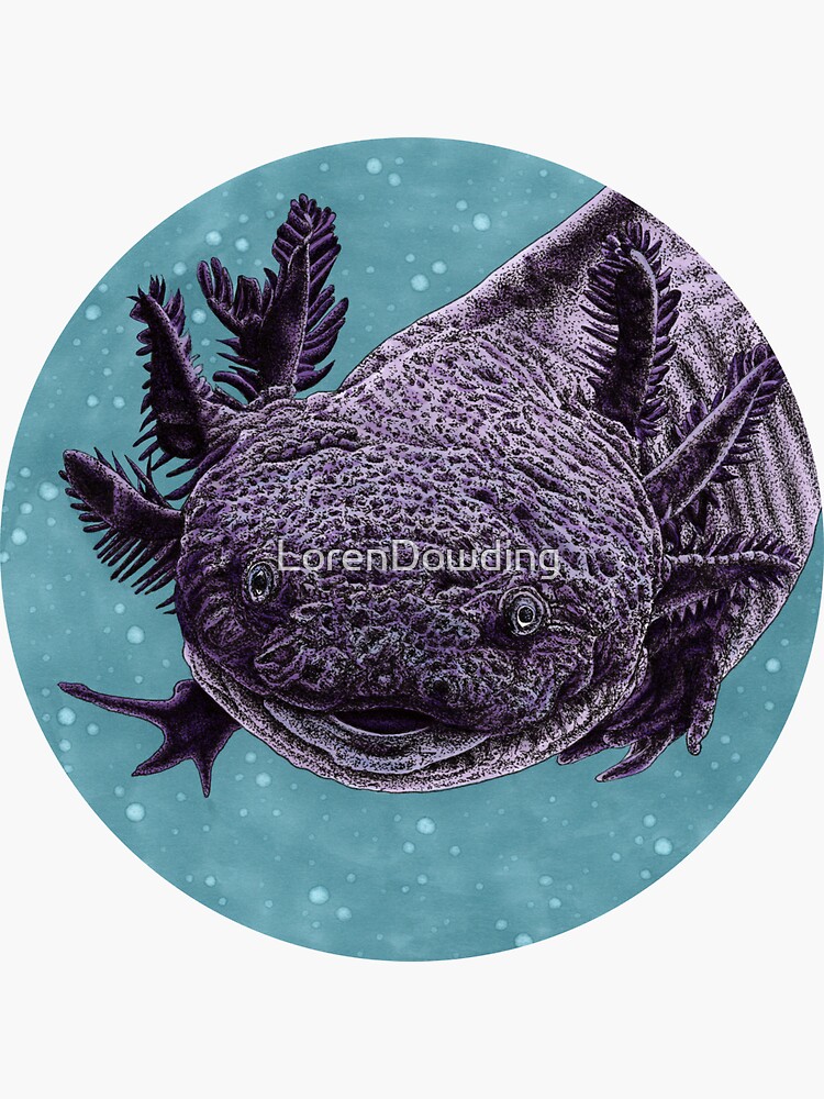 "Purple axolotl" Sticker for Sale by LorenDowding | Redbubble
