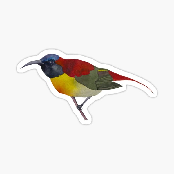 "Watercolor Fire-tailed Sunbird" Sticker for Sale by JoniRivera | Redbubble