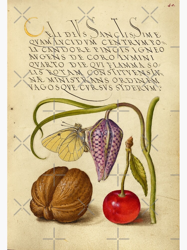 Poster « Manuscrit naturaliste : Fleurs, papillons, fruits et ...