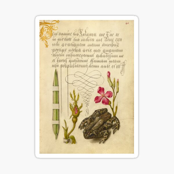 "Naturalist Manuscript: Flowers, Frog and Calligraphy Illumination by ...