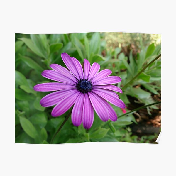 "Aster flower" Poster for Sale by Nico-Invincible | Redbubble