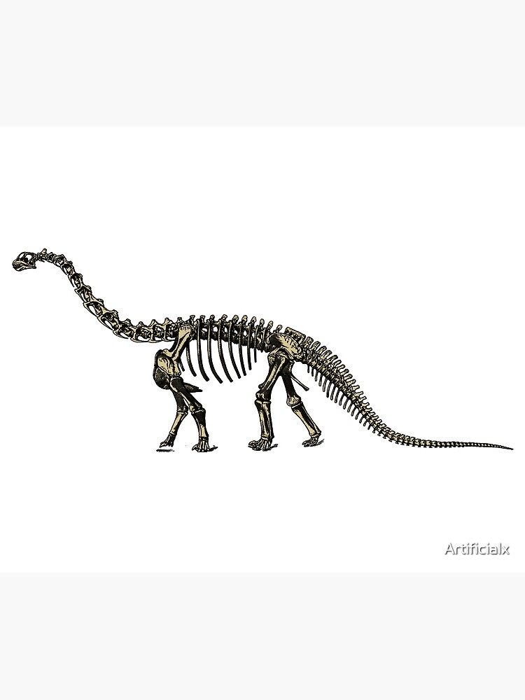"Dinosaur Collection - Camarasaurus Skeleton (Coloured)" Poster for ...