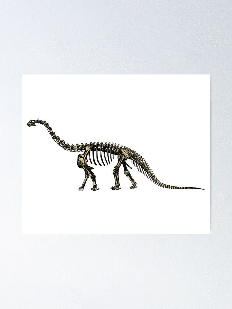 "Dinosaur Collection - Camarasaurus Skeleton (Coloured)" Poster for ...