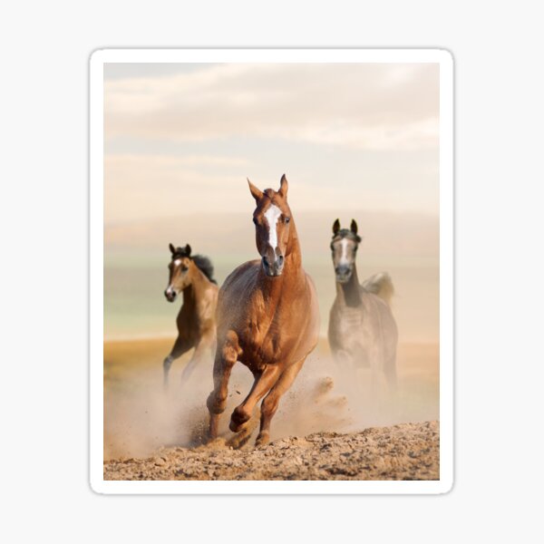 "HORSES" Sticker for Sale by creativspirit | Redbubble