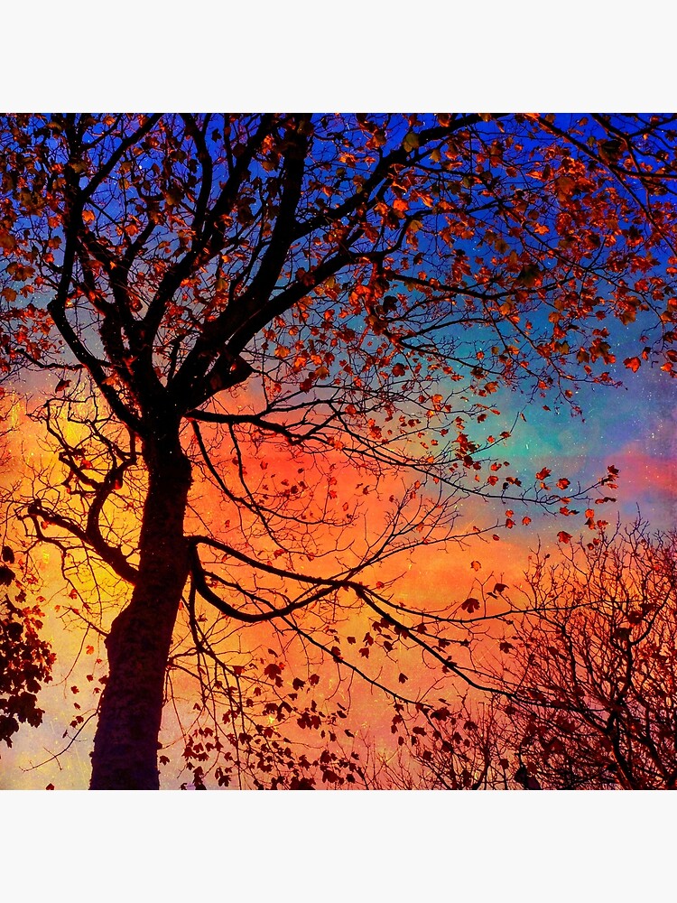 "Sycamore Tree Silhouette" Photographic Print for Sale by Zinanigans ...
