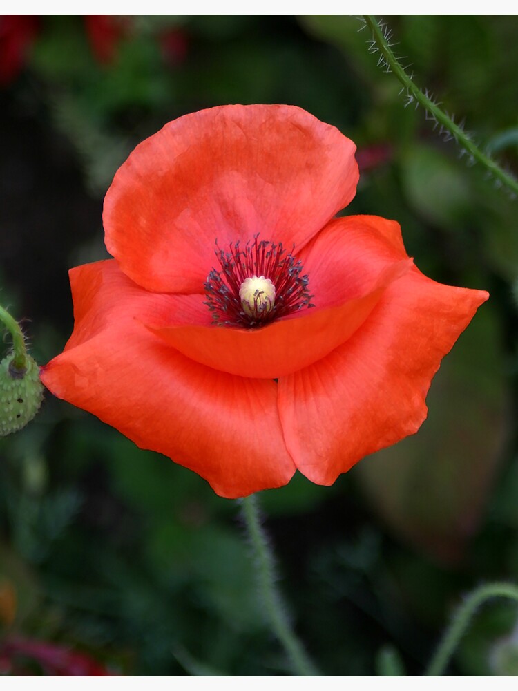 "British Poppy" Sticker for Sale by kama375 | Redbubble