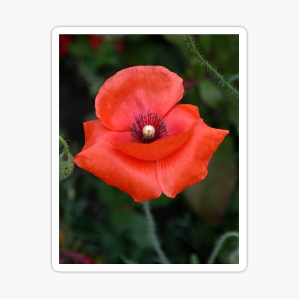 "British Poppy" Sticker for Sale by kama375 | Redbubble