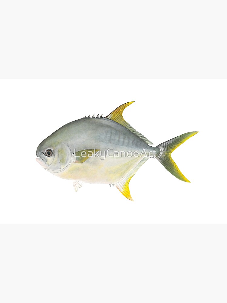 "Florida Pompano (Trachinotus carolinus)" Poster for Sale by ...