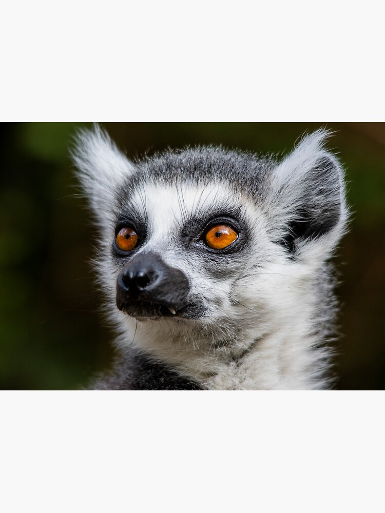 "Ringtailed Lemur portrait with vibrant orange eyes and scary fangs ...