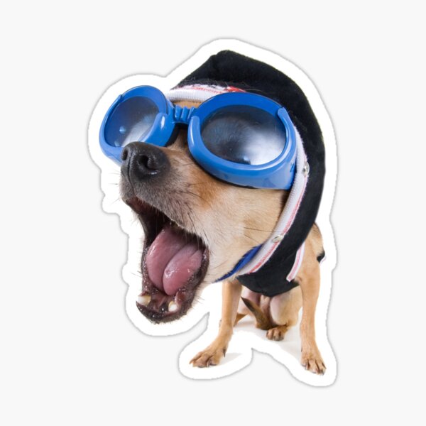 "Crazy dog funny aesthetic" Sticker for Sale by CrazyAndFunny | Redbubble