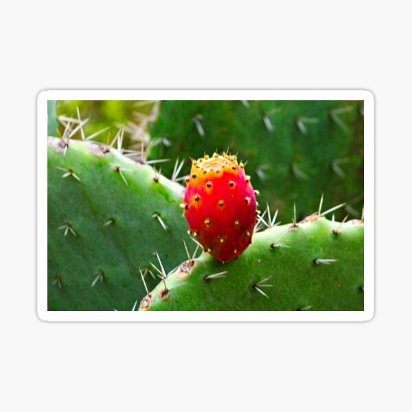 "One Prickly Pear Fruit Cactus Plant Nopal" Sticker for Sale by ...
