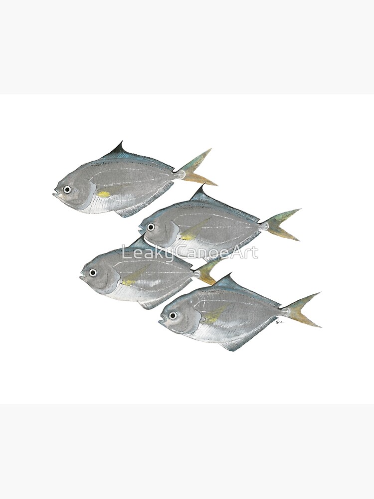 "American Butterfish (Peprilus triacanthus)" Poster by LeakyCanoeArt ...