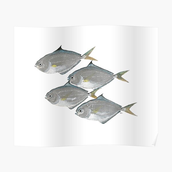 "American Butterfish (Peprilus triacanthus)" Poster by LeakyCanoeArt ...